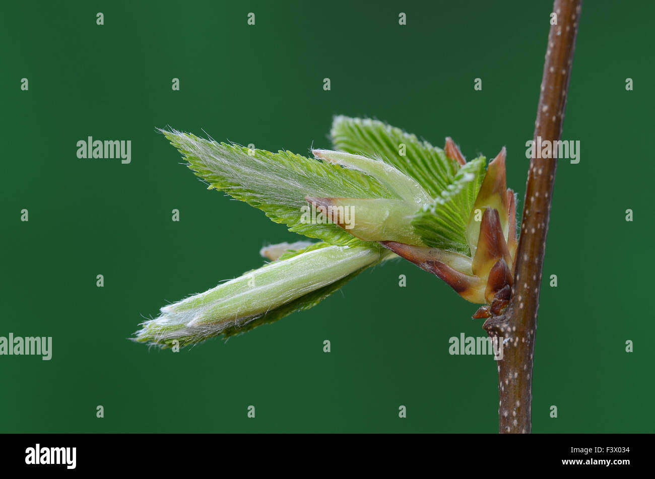 Leaf unfolding hi-res stock photography and images - Alamy