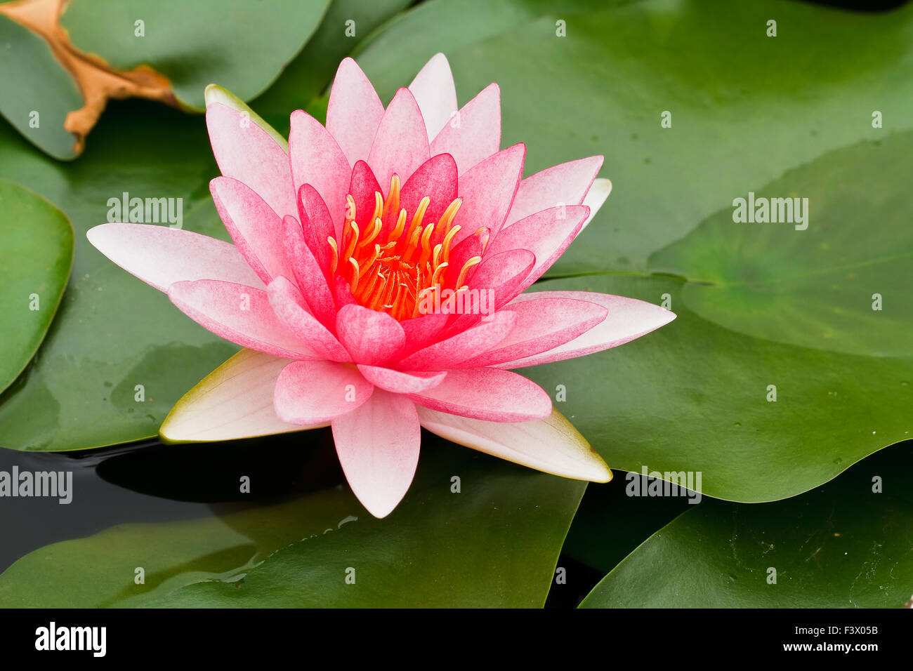 Pink Water Lily Stock Photo - Alamy