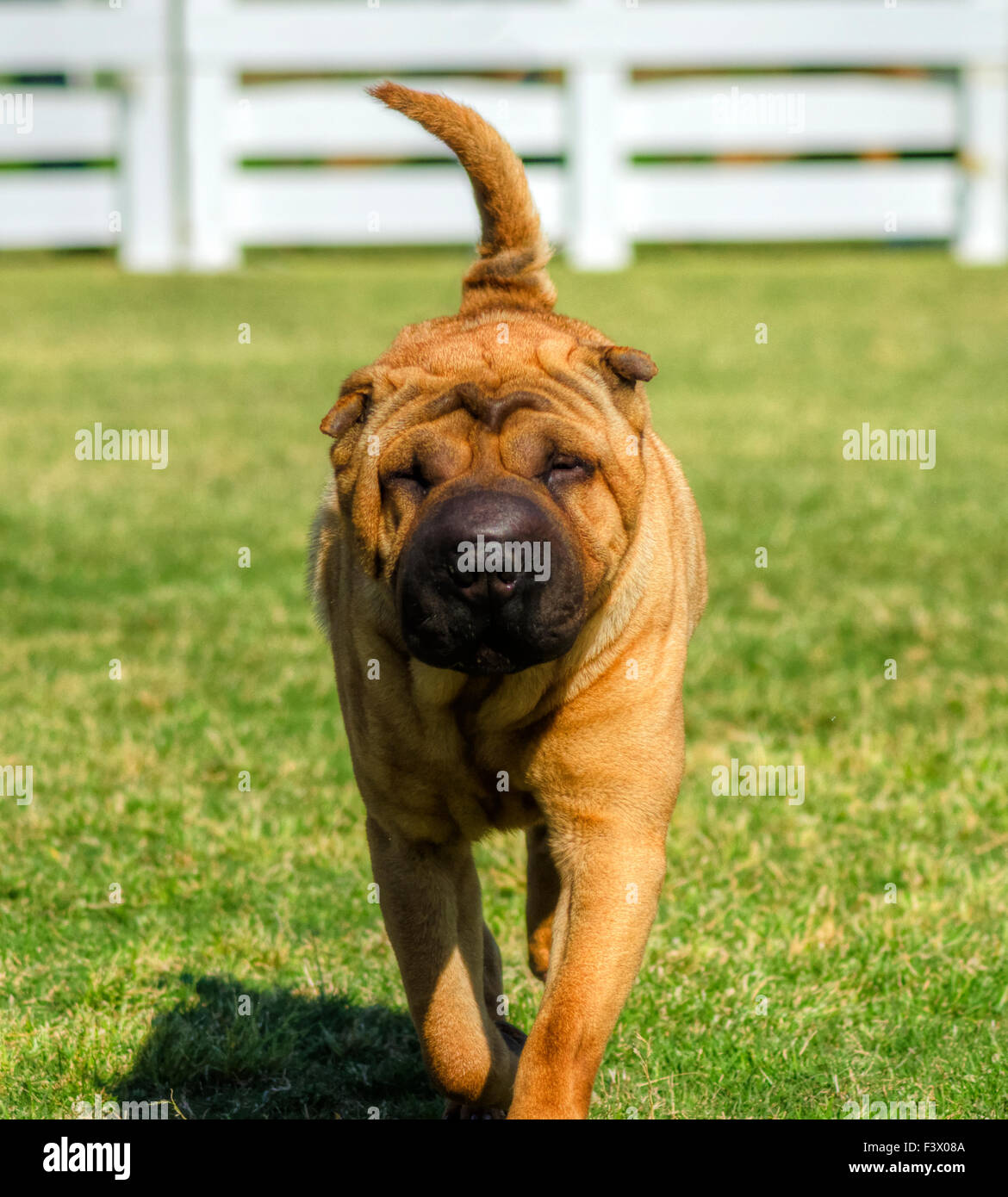 Chinese shar pei hunting hi-res stock photography and images - Alamy