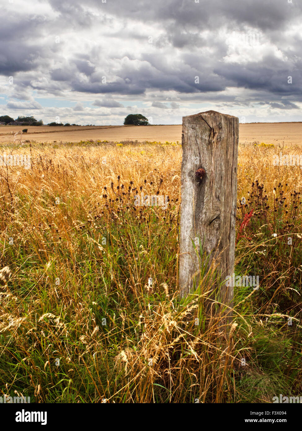 Old Farm Fence Posts