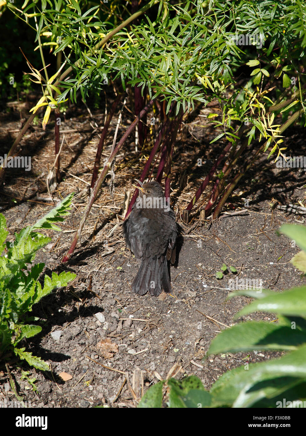 Turdus Merula Blackbird sunbathing in garden Stock Photo - Alamy