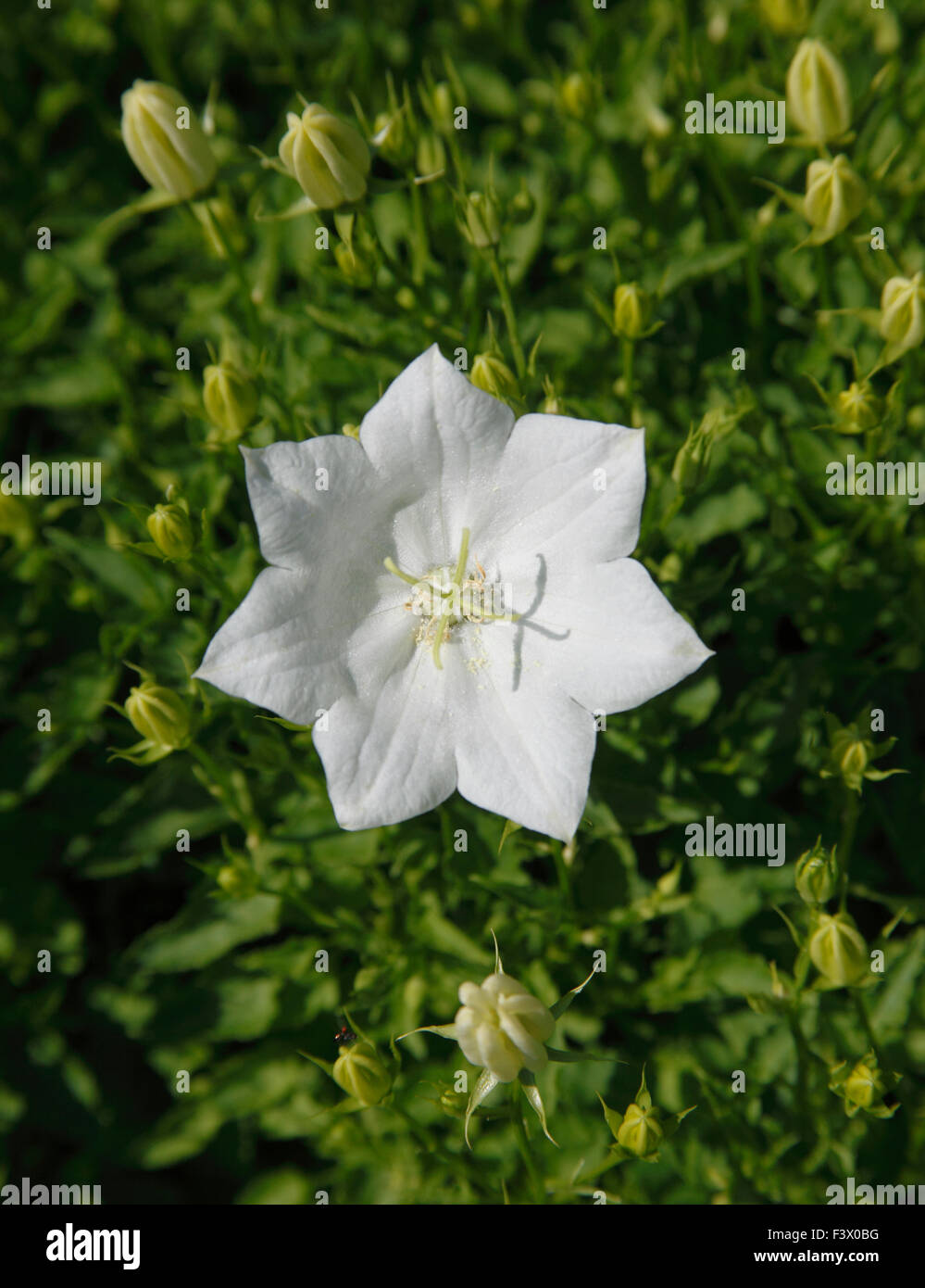 Campanula carpatica alba hi-res stock photography and images - Alamy
