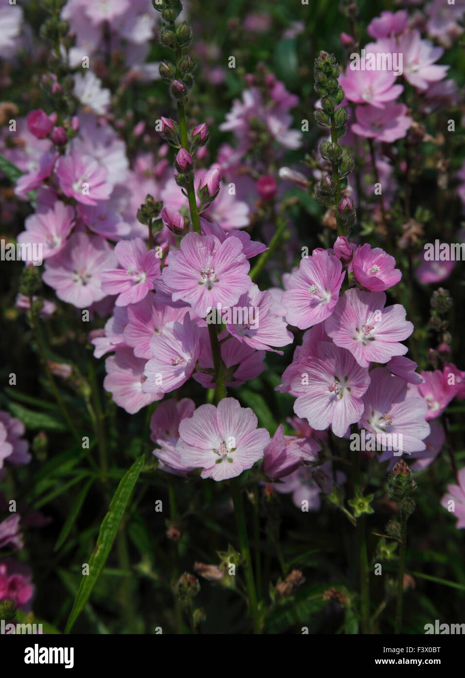 Sidalcea hi-res stock photography and images - Alamy