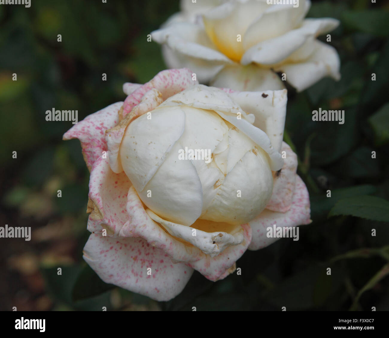 Caroline victoria rose hi-res stock photography and images - Alamy