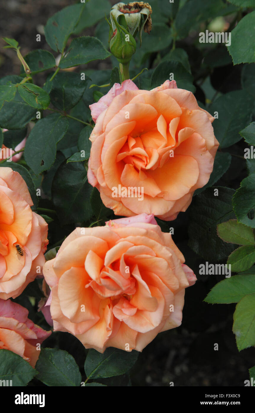 Rosa 'Warm Wishes' rose close up of flower Stock Photo - Alamy