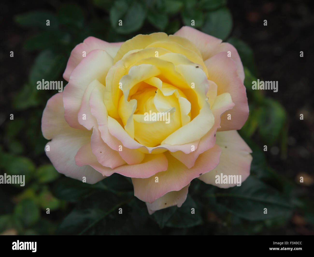 Peace rose hi-res stock photography and images - Alamy