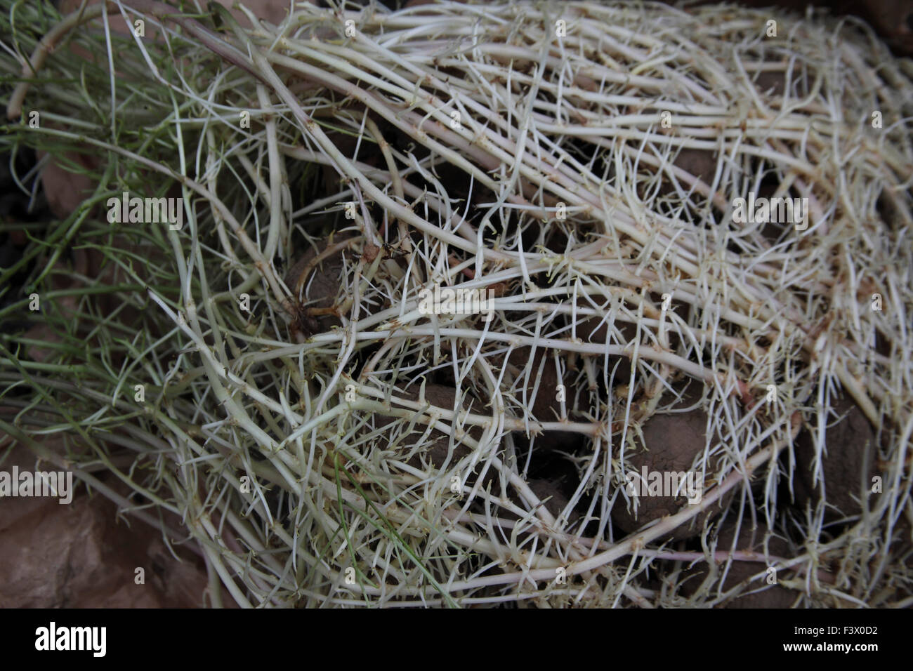 Seed potato in sack hi-res stock photography and images - Alamy