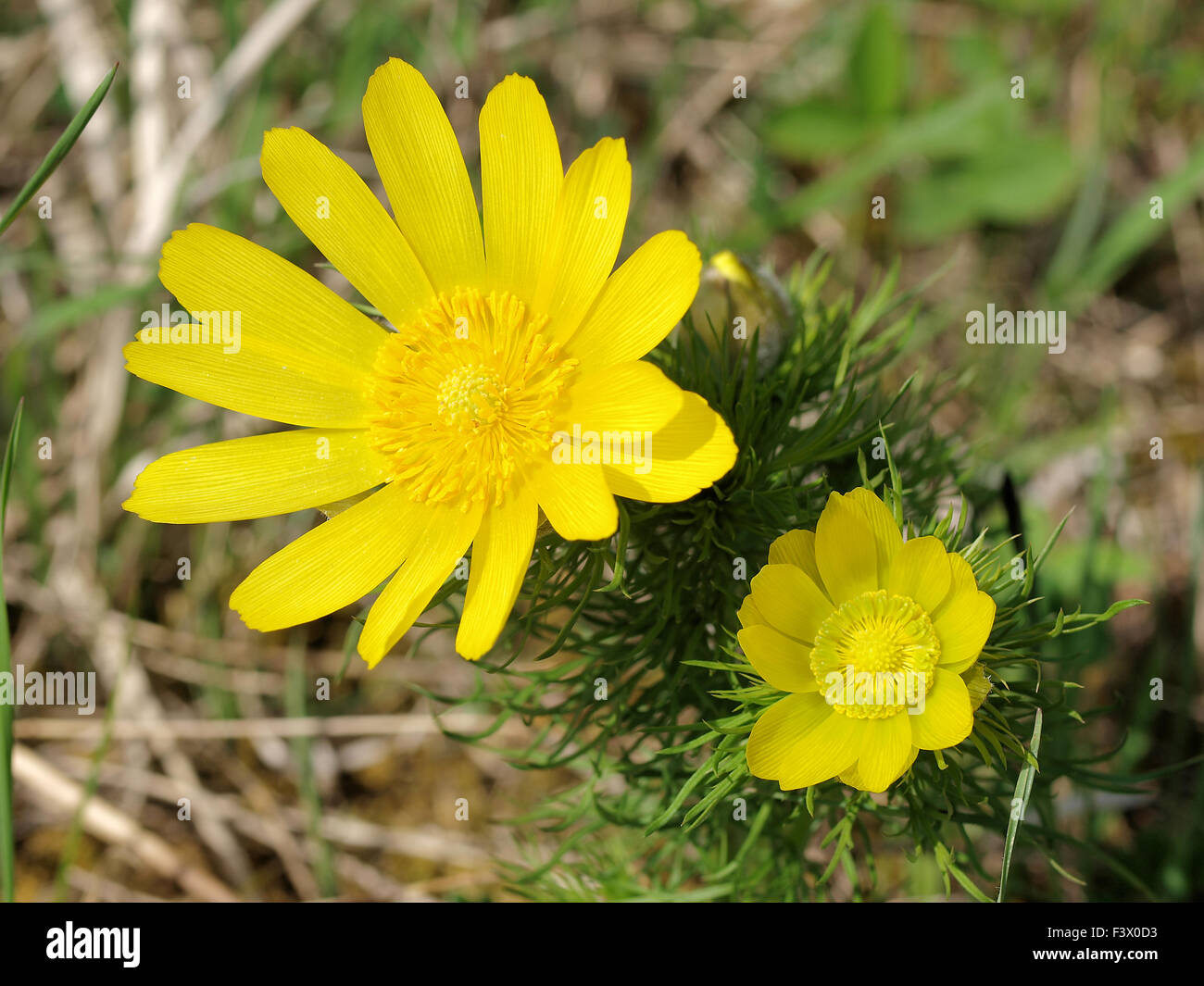 Adonis Flowers High Resolution Stock Photography and Images - Alamy