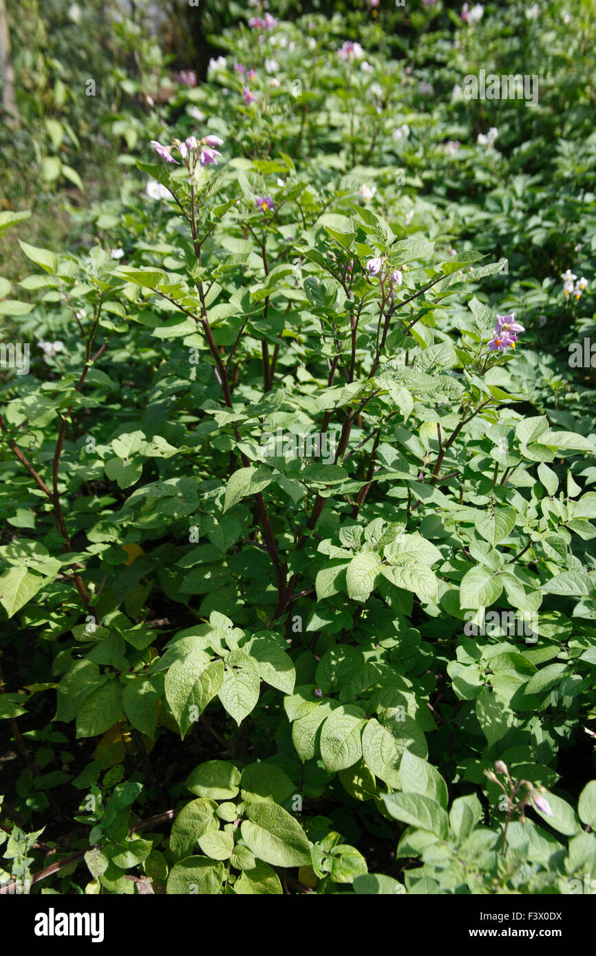 Solanum tuberosum 'Sarpo axona' Potato close up of growing plant Stock ...
