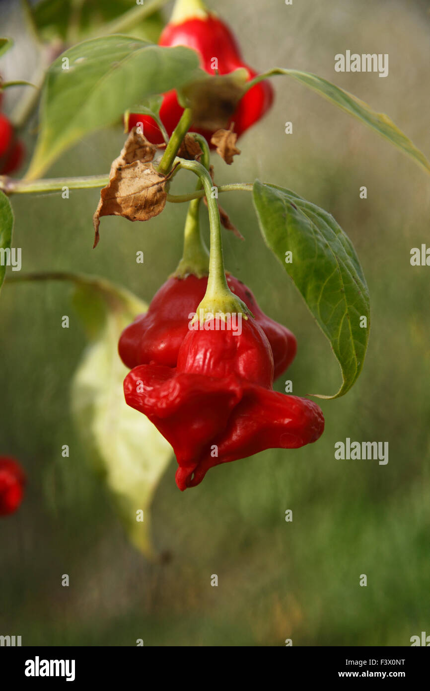 Capsicum baccatum christmas bell pepper hi-res stock photography and ...