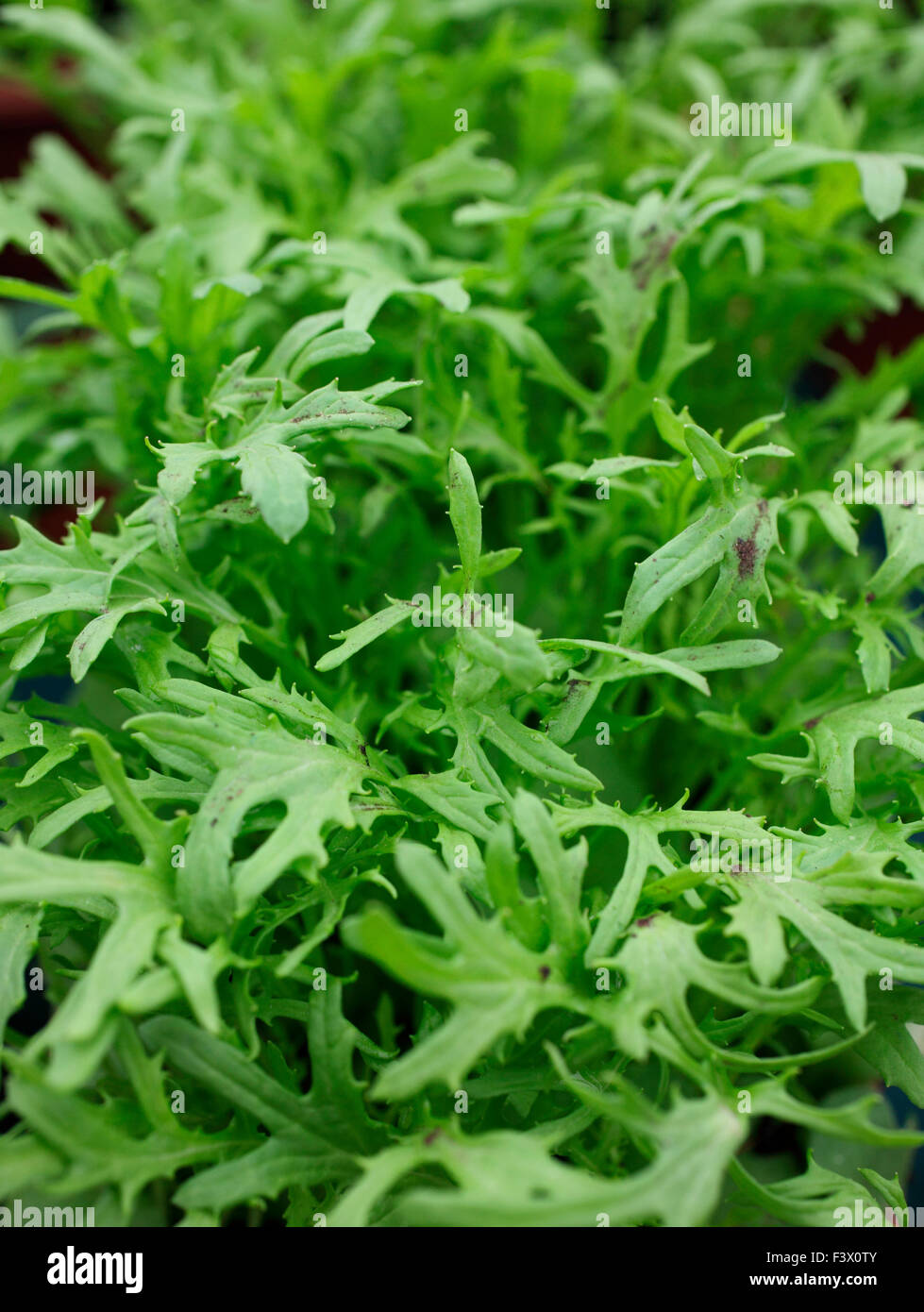 Thrills hi-res stock photography and images - Alamy