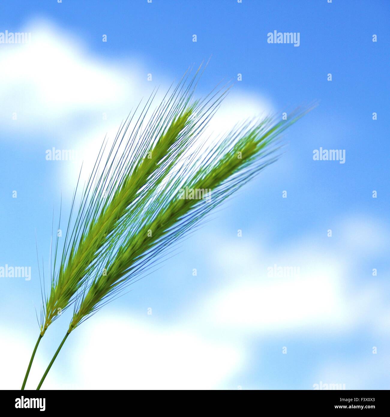 Getreide reifen hi-res stock photography and images - Alamy