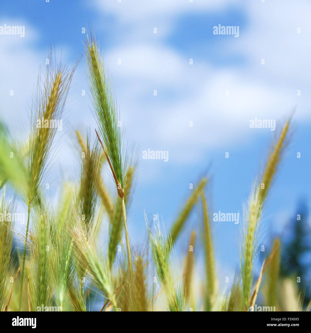 Corn in the spring Stock Photo - Alamy