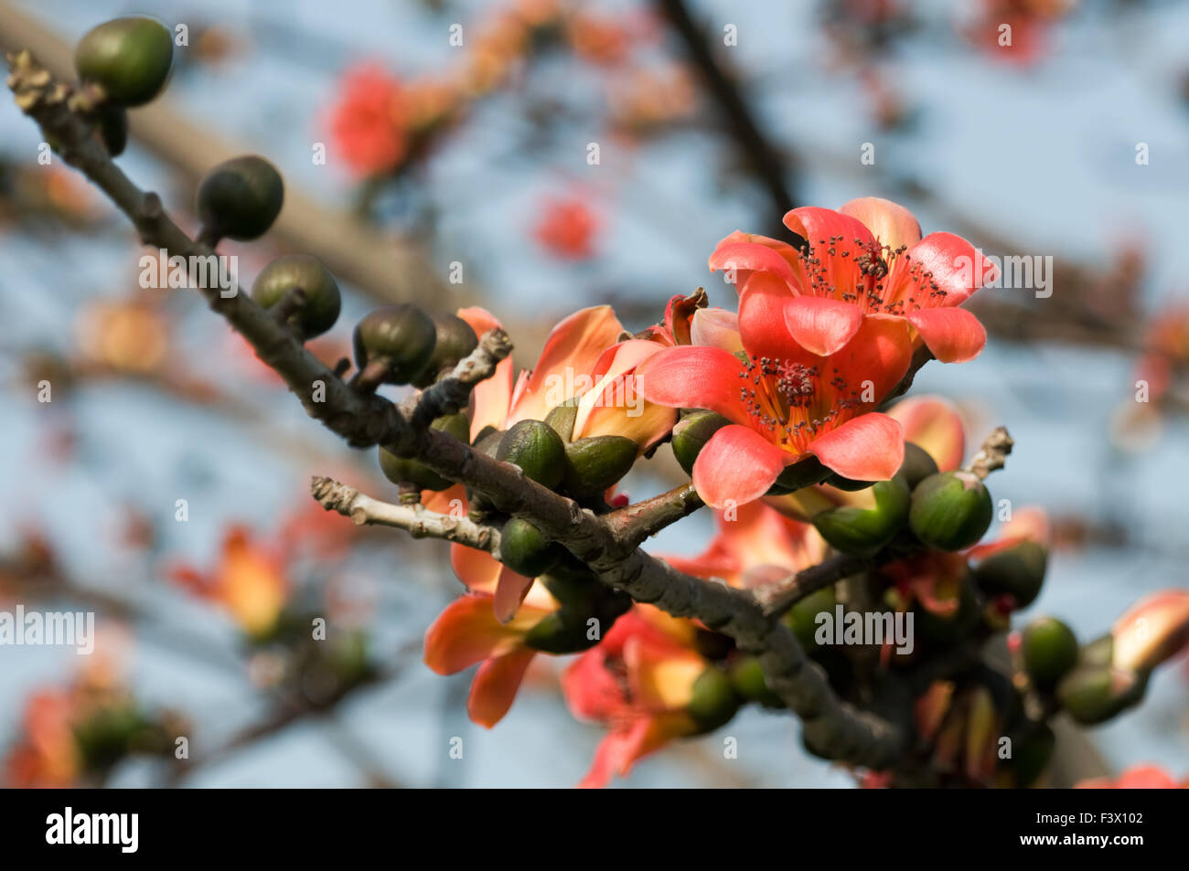 The flowers of ceiba tree Stock Photo - Alamy