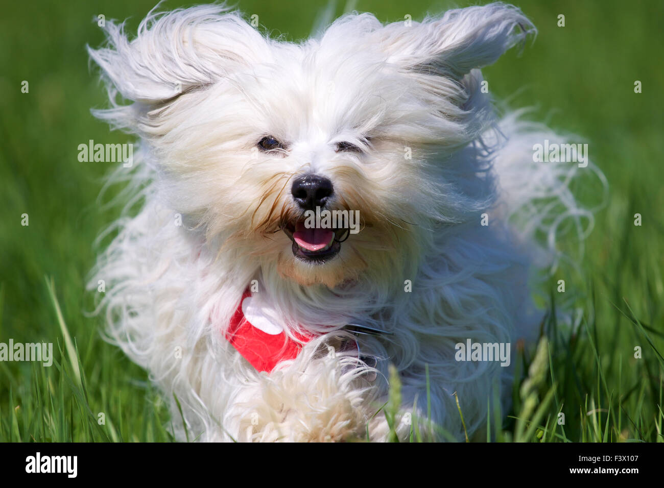 Dog running through the grass Stock Photo - Alamy