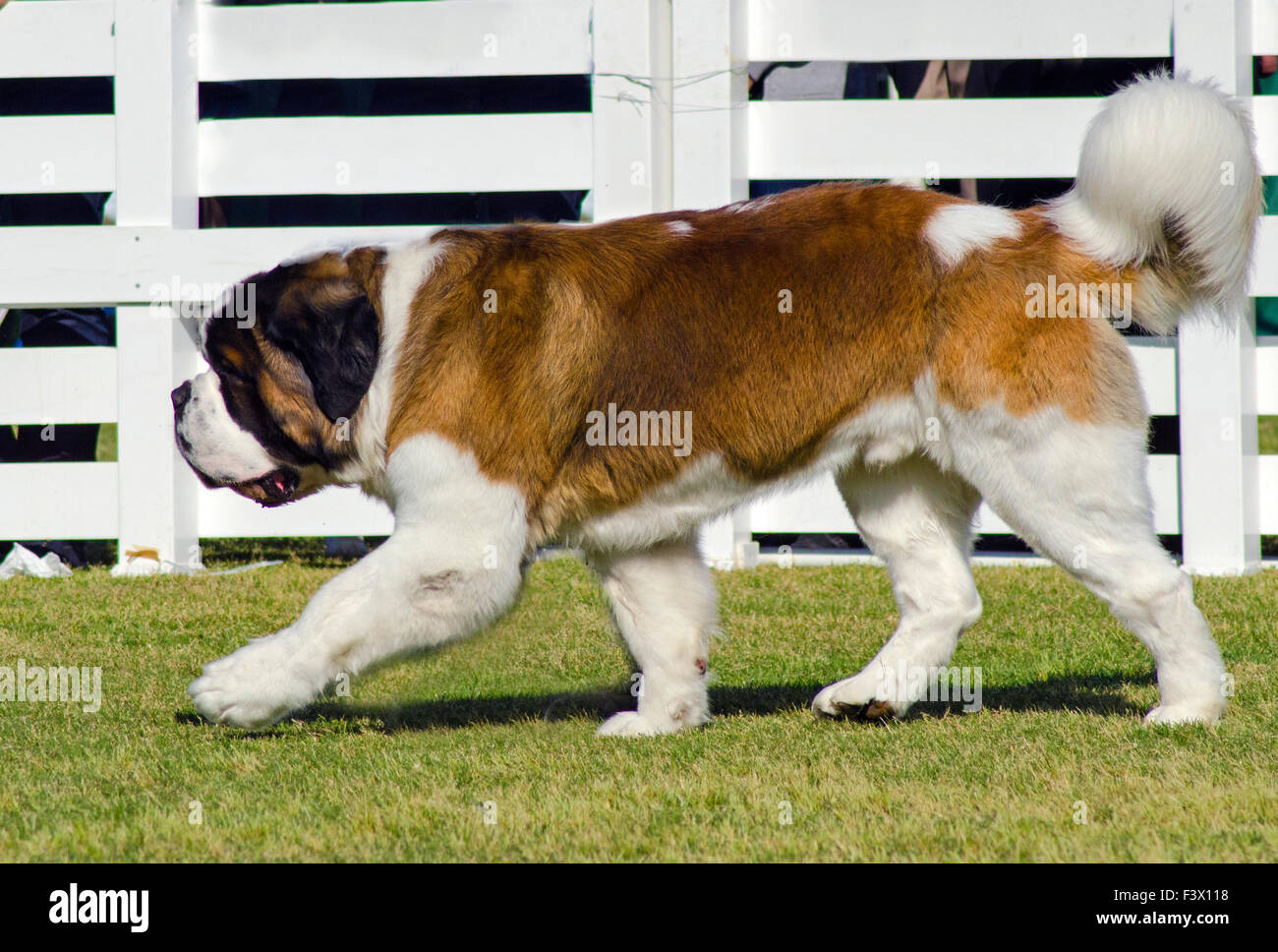 A profile view of a big beautiful brown and white Saint Bernard dog ...
