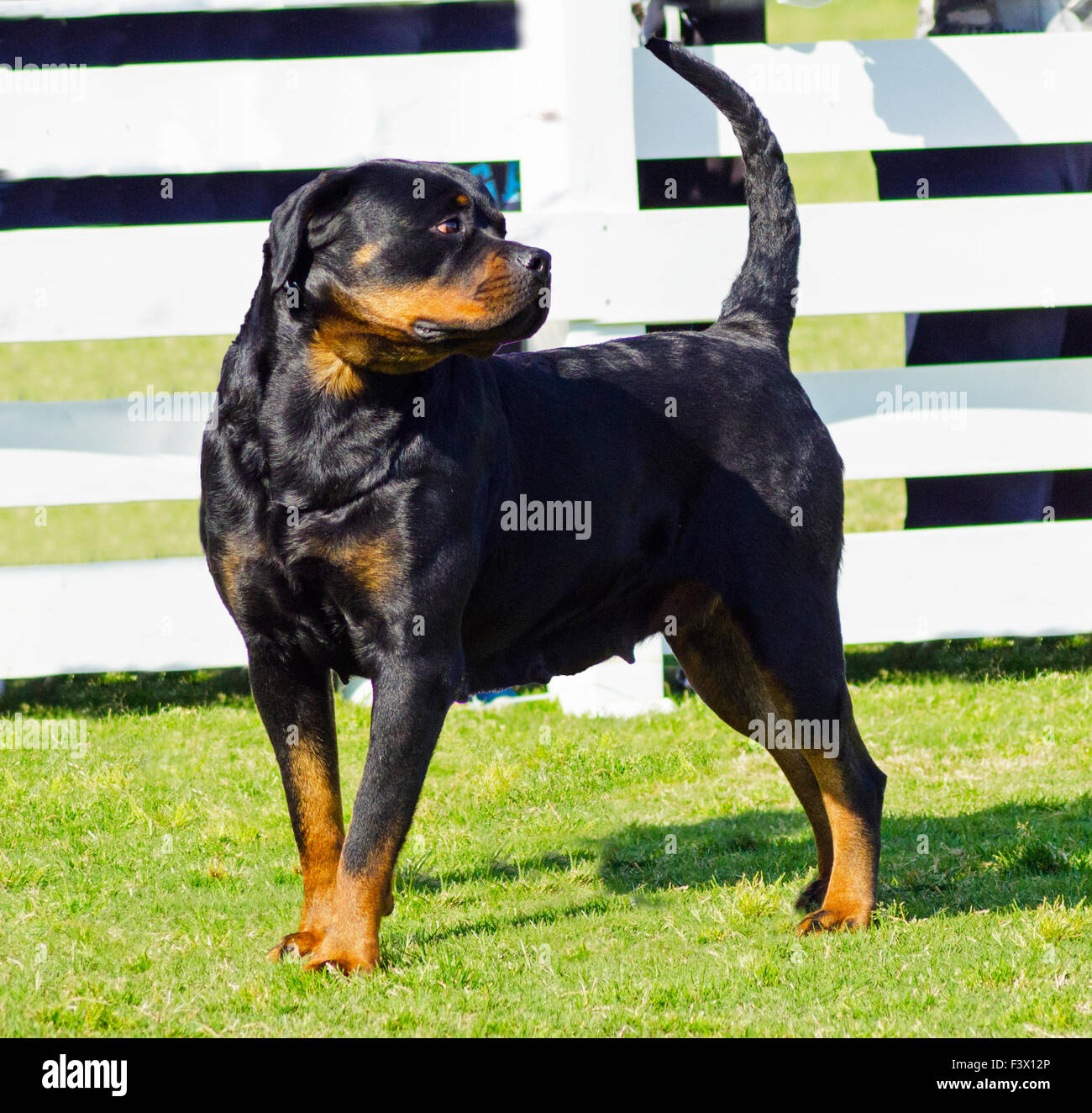 A healthy, robust and proudly looking Rottweiler standing on the lawn ...