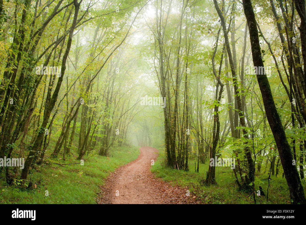 Misty forest path with leaning trees Stock Photo - Alamy
