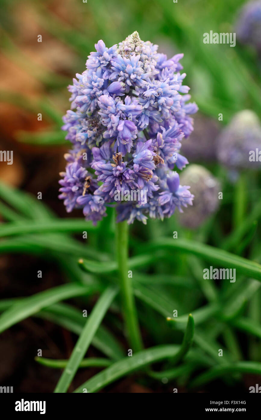 Blue spike flower hi-res stock photography and images - Alamy
