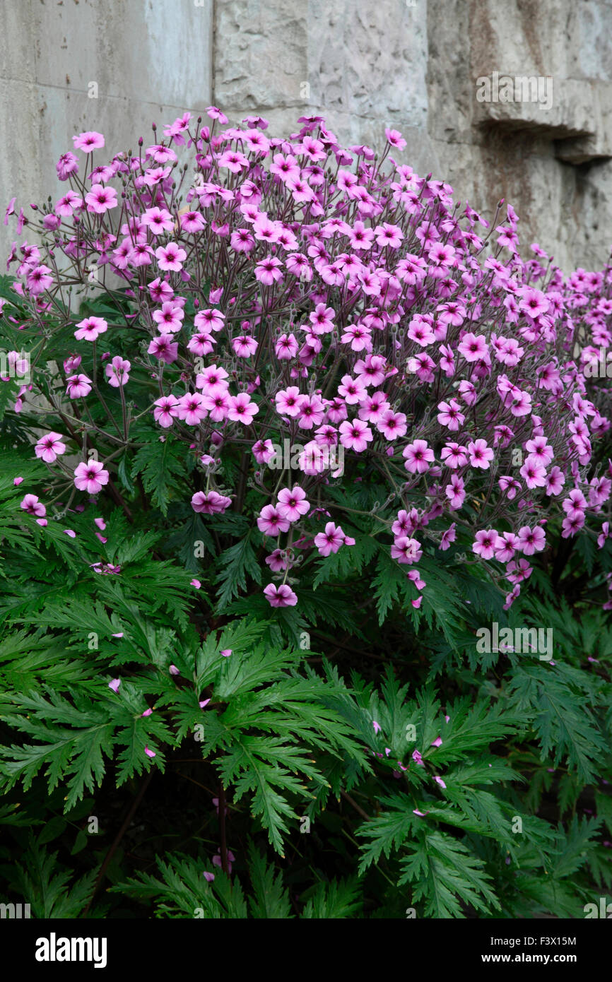 Geranium maderense plant in flower Stock Photo - Alamy