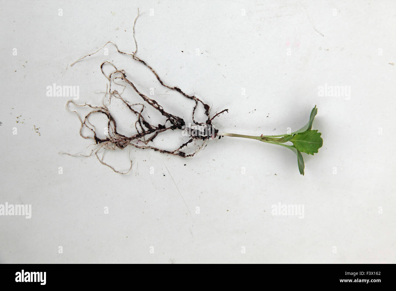 Root system hi-res stock photography and images - Alamy