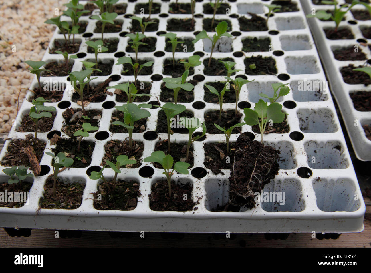 Developing tray hi-res stock photography and images - Alamy