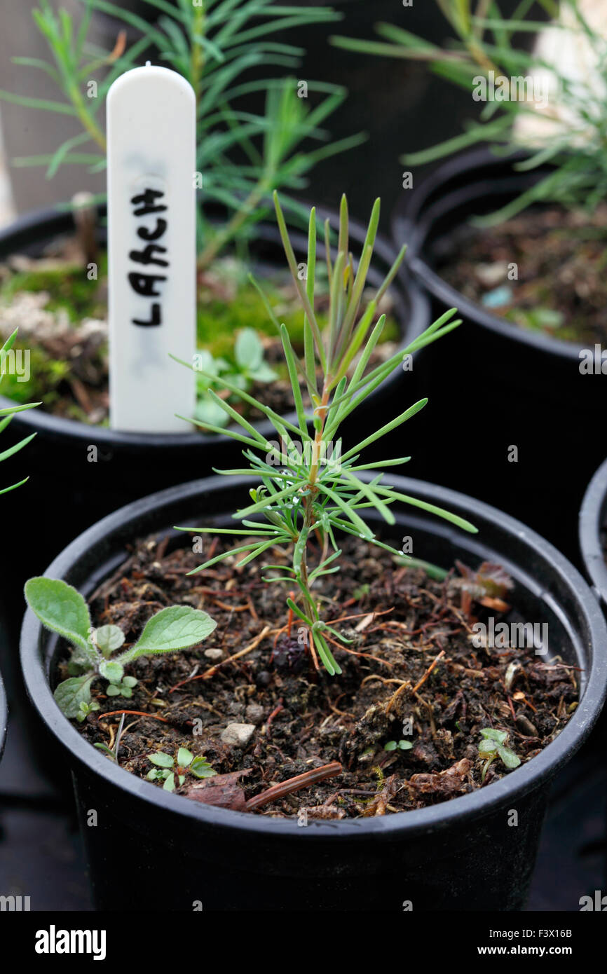 Larch seedling plant hi-res stock photography and images - Alamy