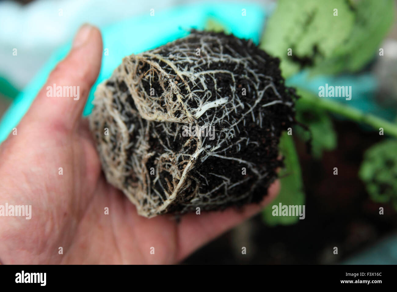 Cucurbita pepo Courgette well developed root system on plant ready for ...