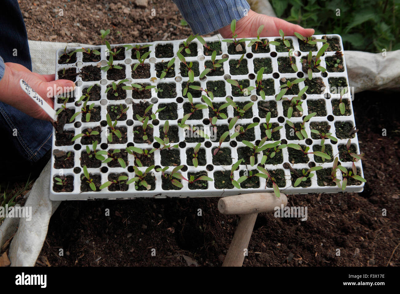 Transplanting beetroot seedlings step 3 module tray containing ...