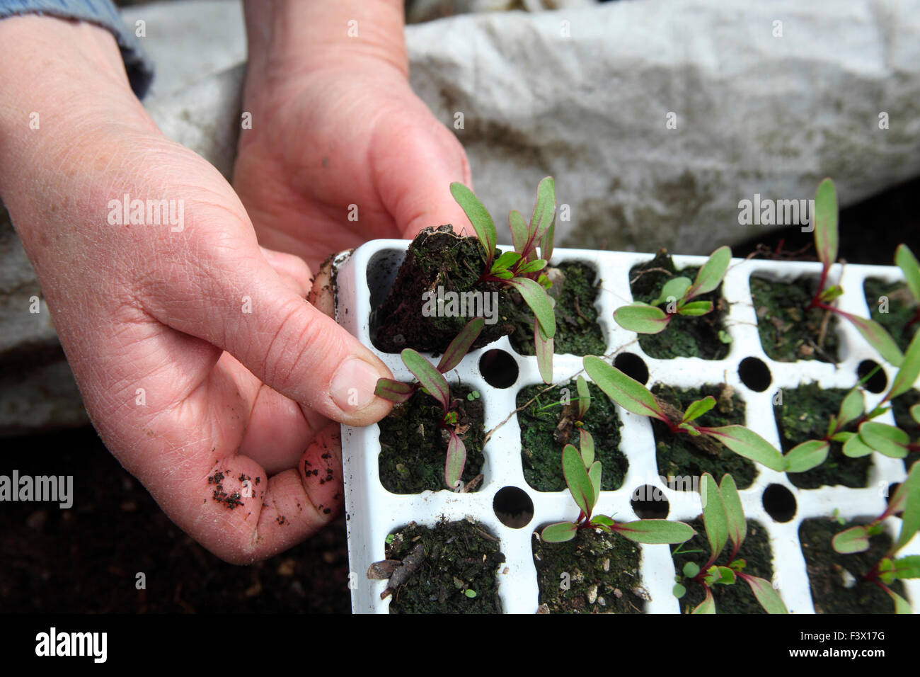 Beetroot plug plants hi-res stock photography and images - Alamy