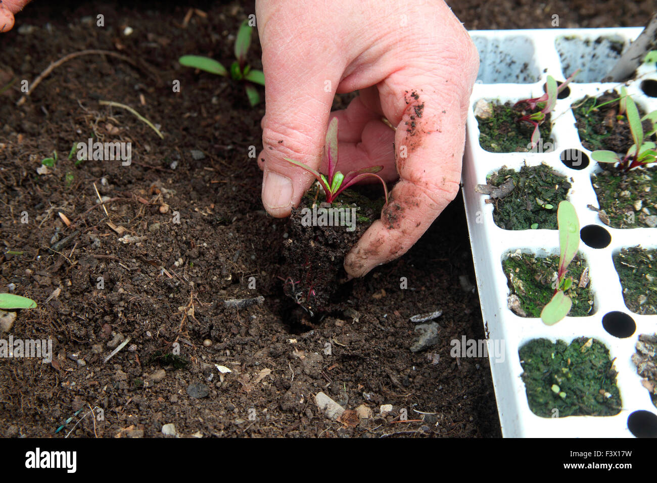 Transplanting beetroot seedlings step 7 place the seedling plug in the ...