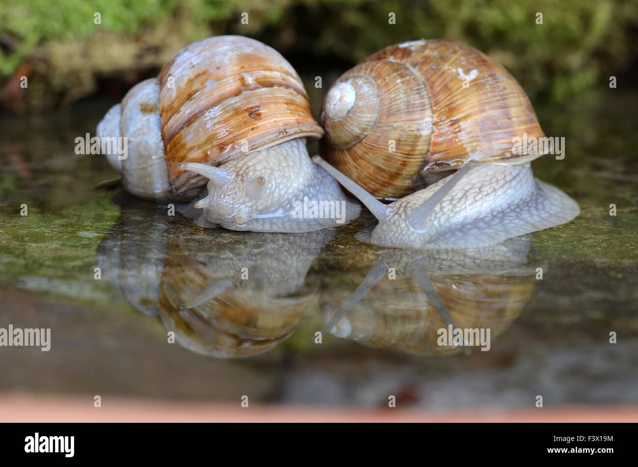 Vineyard snails hi-res stock photography and images - Alamy