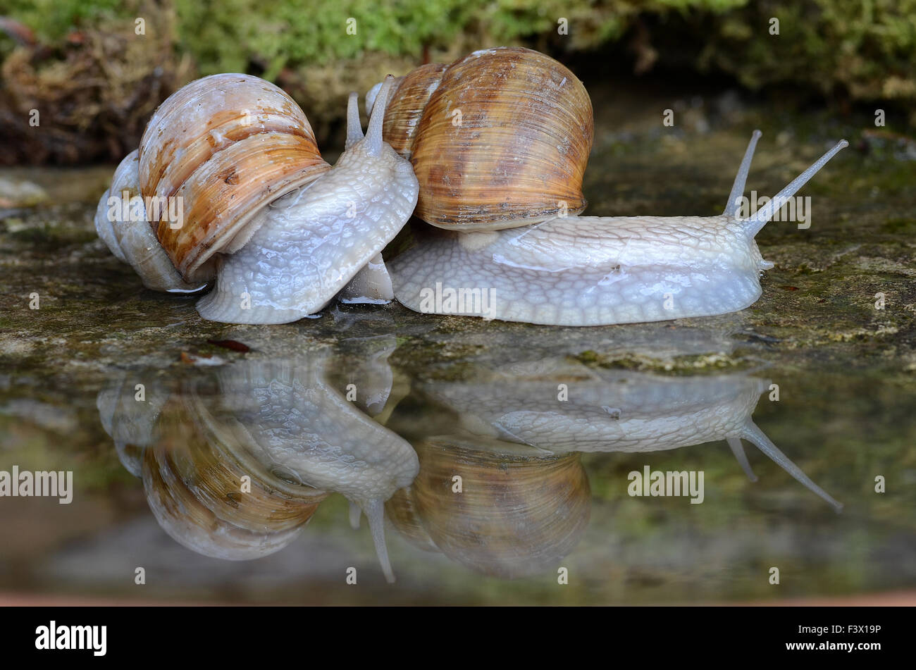 Reflection with snail hi-res stock photography and images - Alamy