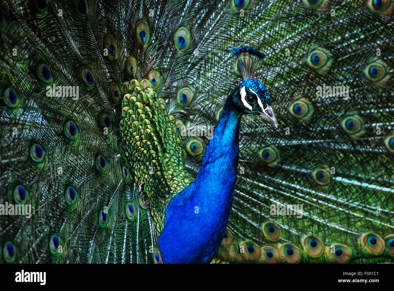 Peacocks feather structure hi-res stock photography and images - Alamy