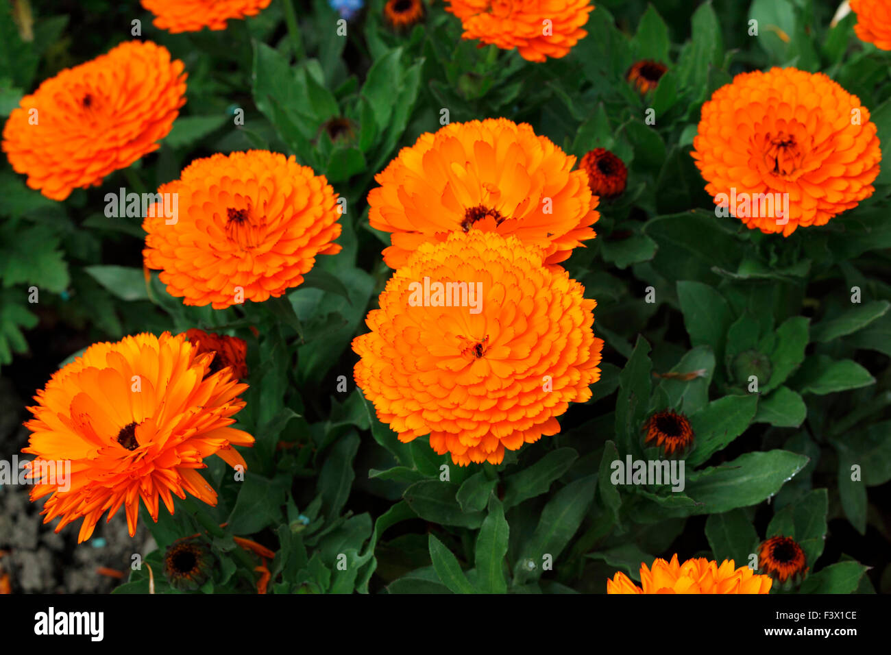 Callendula officinalis English Marigold plants in flower Stock Photo ...