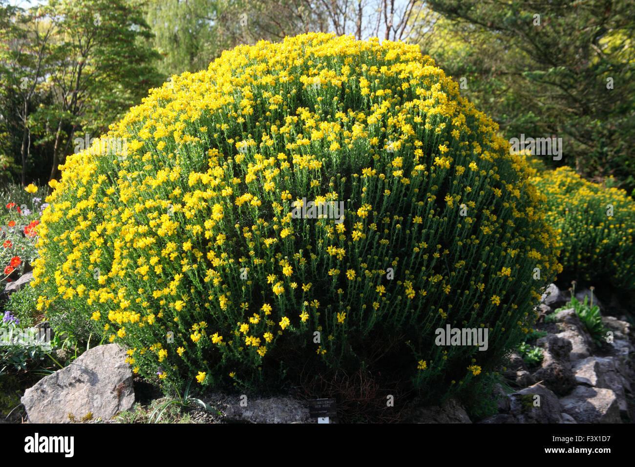 Helianthemum 'Ben More' plant in flower Stock Photo - Alamy