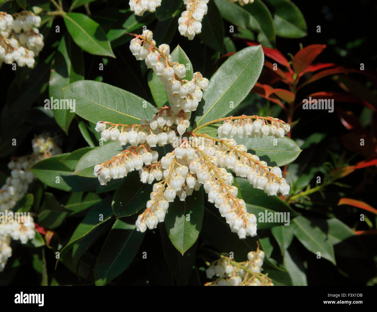 Enkianthus hi-res stock photography and images - Alamy