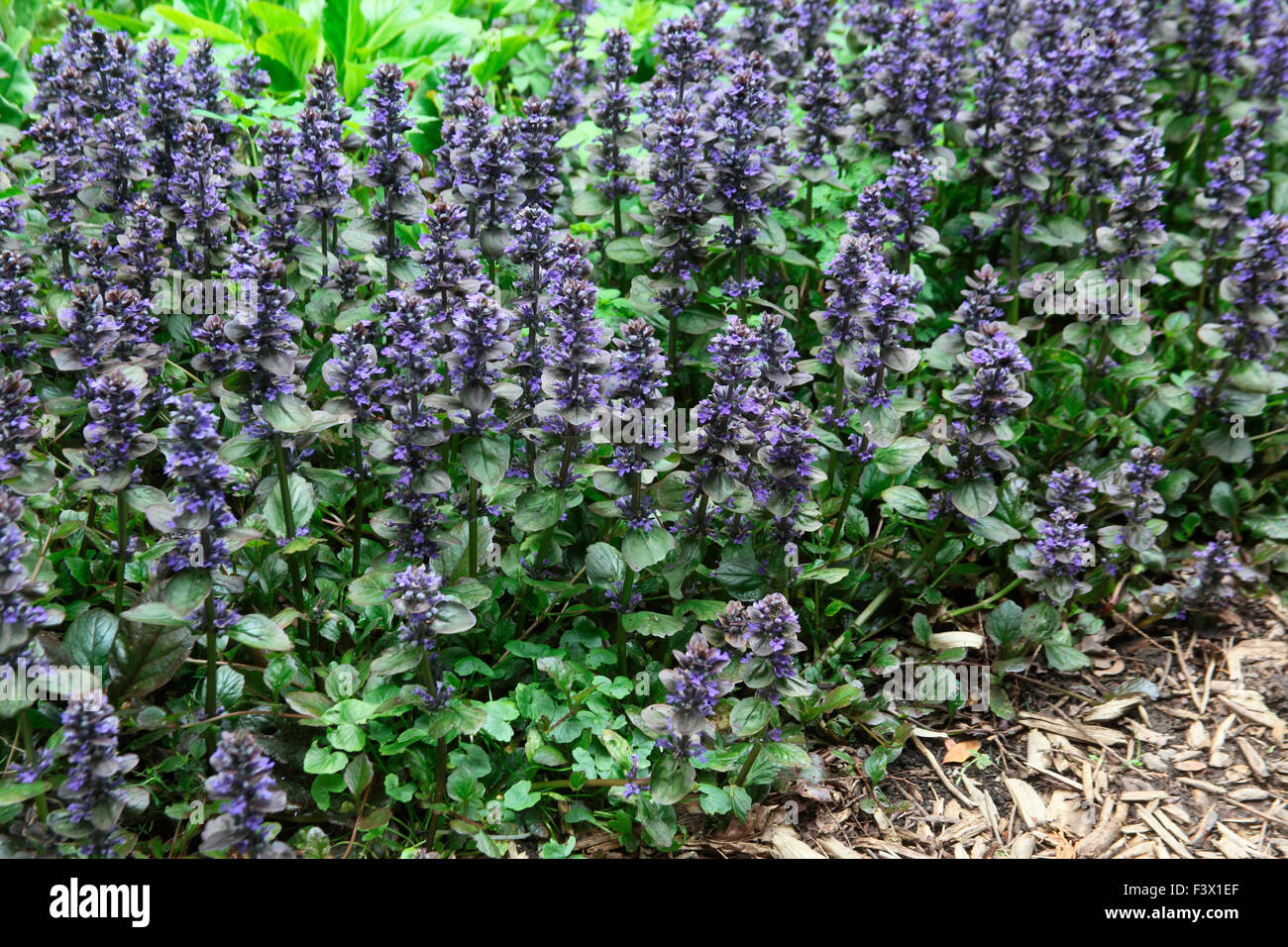 Ajuga reptans hi-res stock photography and images - Alamy
