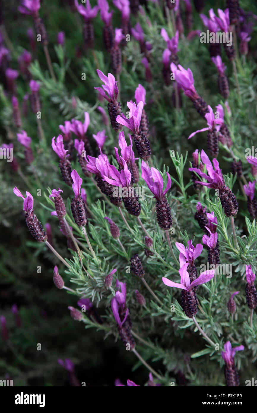 Lavandula stoechas 'Victory' plant in flower Stock Photo - Alamy