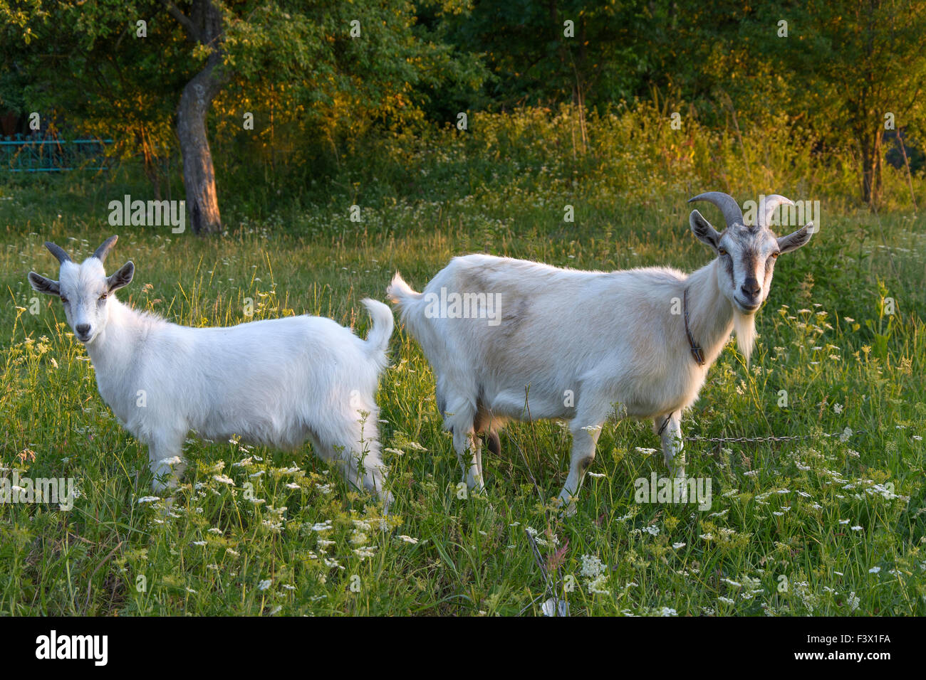 Goat and a small goat grazing on green grass Stock Photo - Alamy