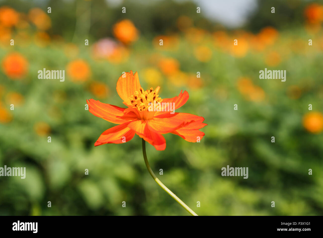 Beautiful yellow cosmos flower blooming hi-res stock photography and ...