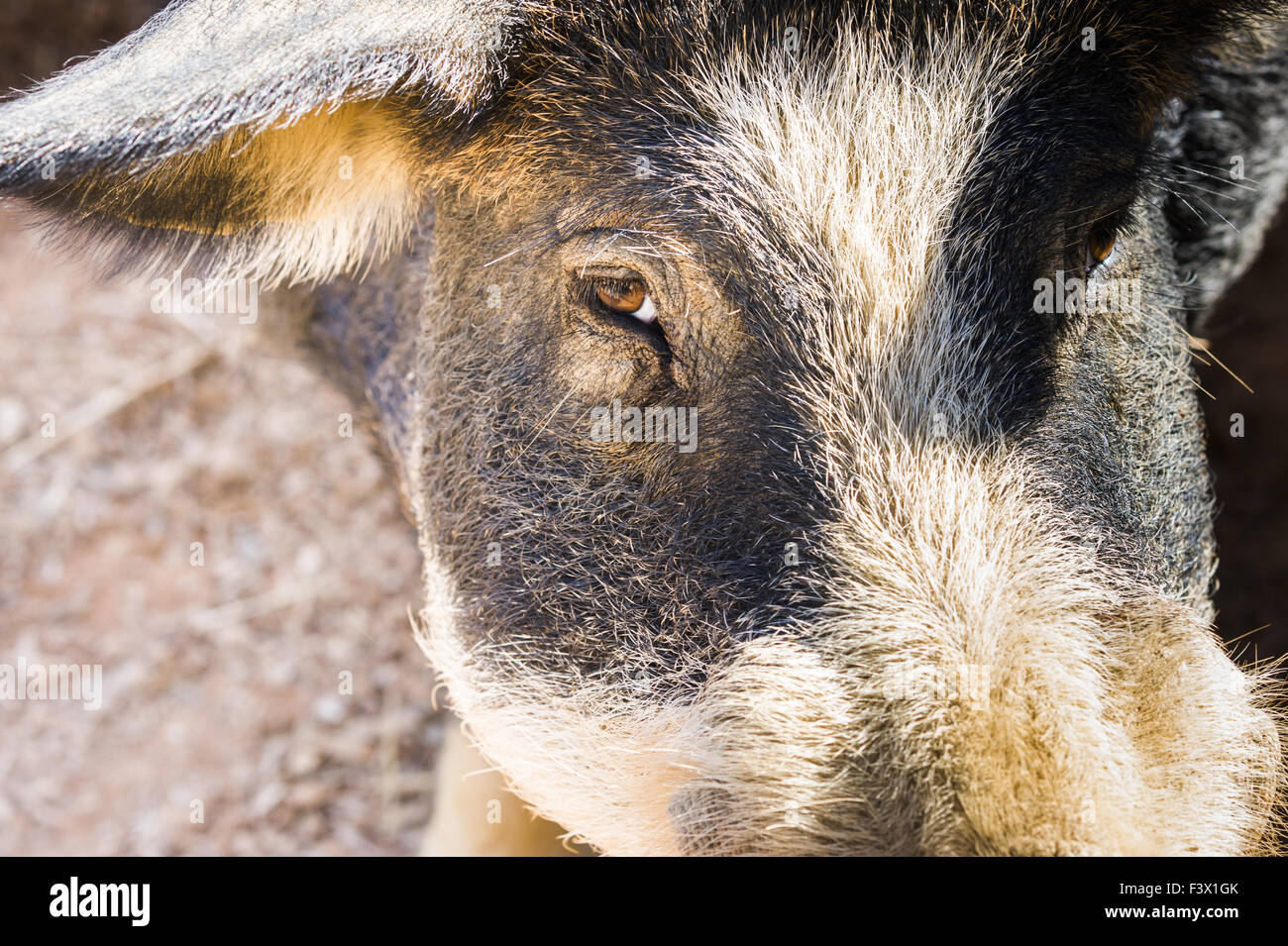 Portugal cork pigs hi-res stock photography and images - Alamy