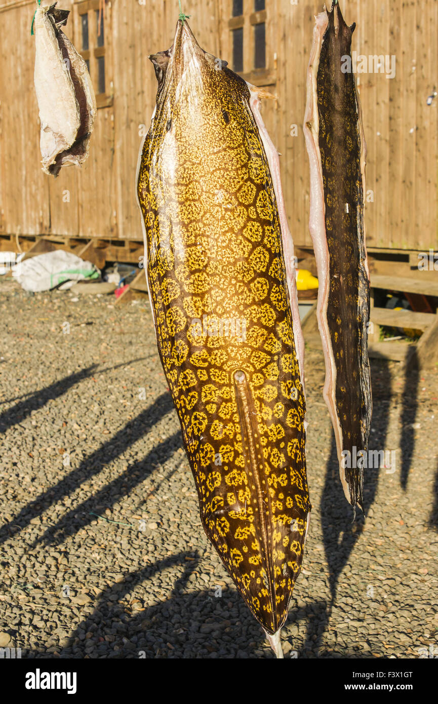 Dried eels hi-res stock photography and images - Alamy