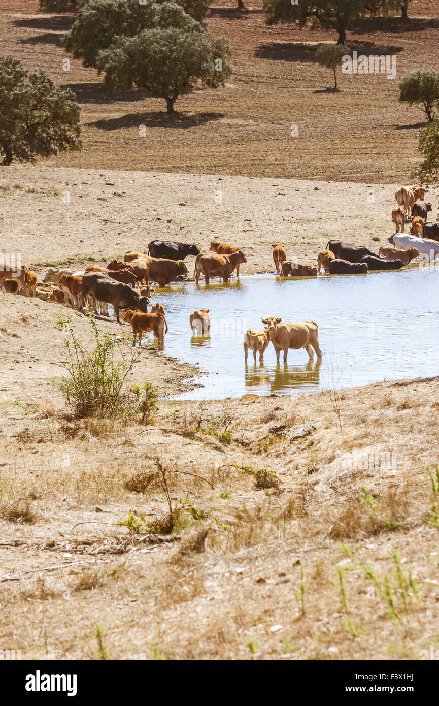 Milk cow watering hi-res stock photography and images - Alamy