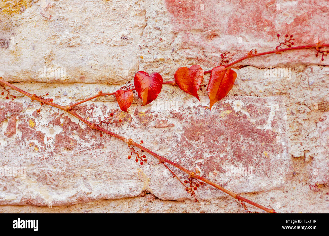 Common ivy brick wall hi-res stock photography and images - Alamy