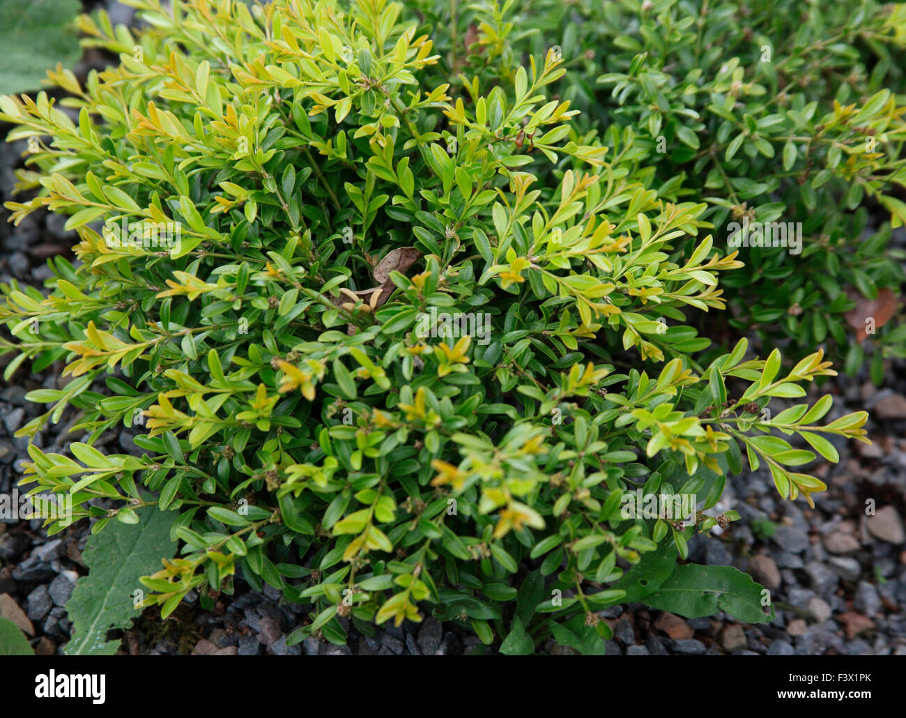 Buxus microphylla hi-res stock photography and images - Alamy