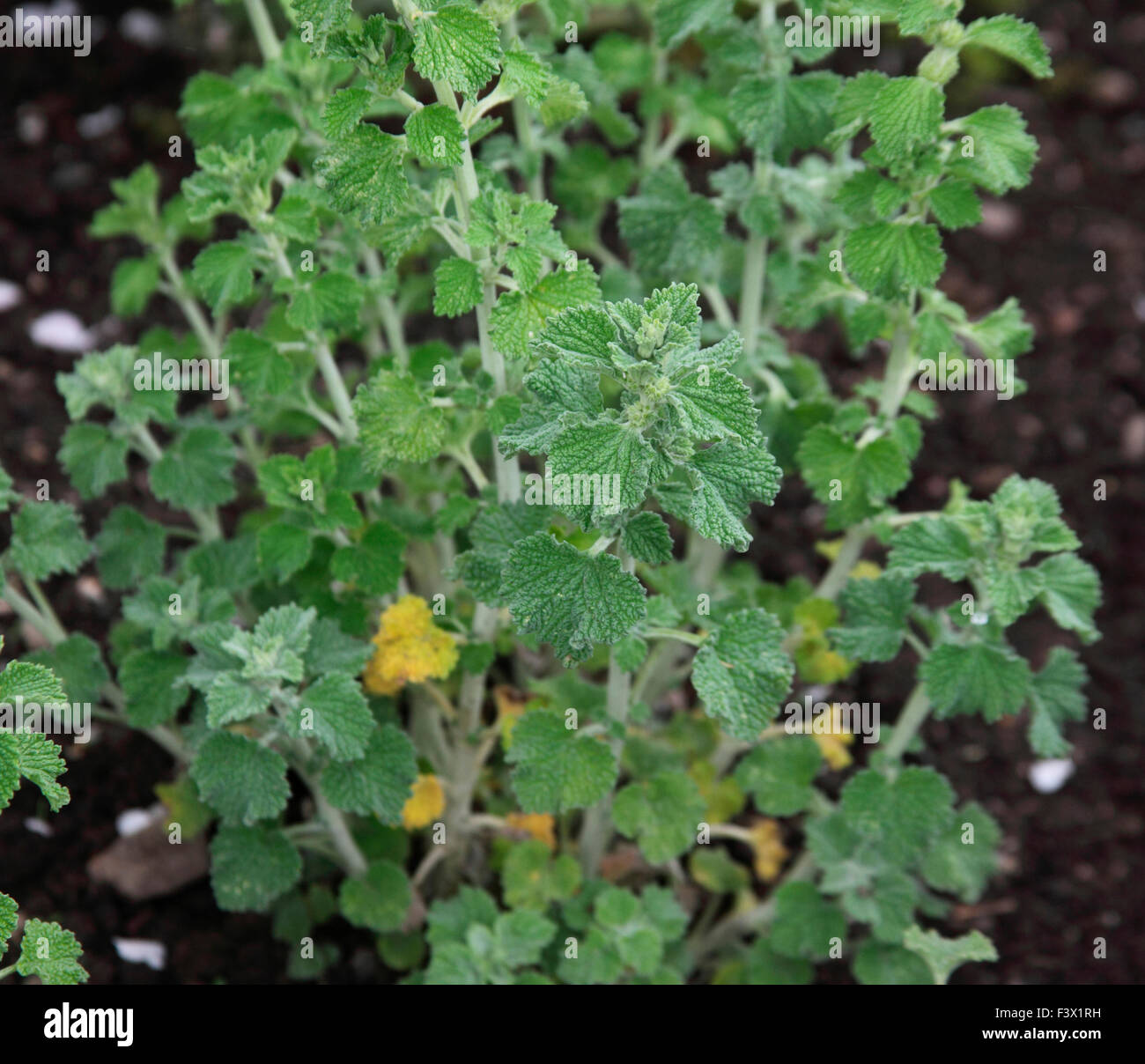 Marrubium vulgare White horehound close up of plant Stock Photo - Alamy