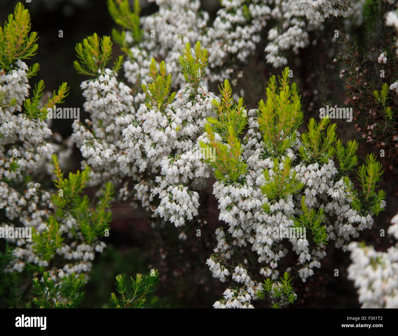 Erica arborea 'Estrella Gold' close up of plant Stock Photo - Alamy