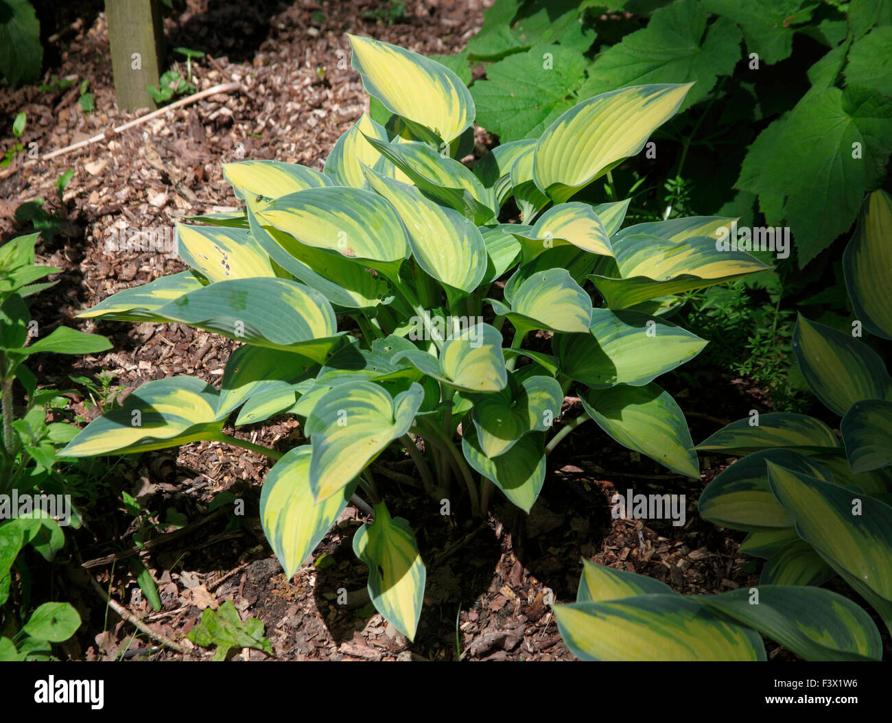 Hosta 'June' close up of plant Stock Photo - Alamy