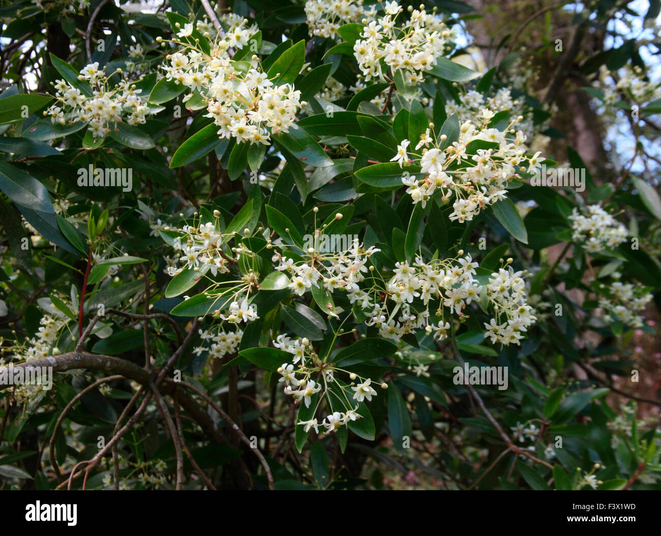 Drimys winteri shrub in flower Stock Photo - Alamy